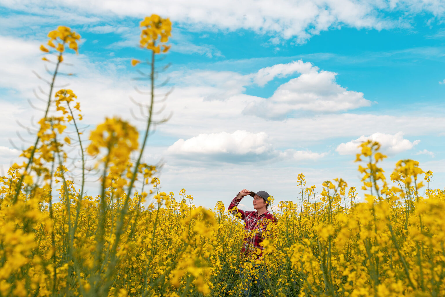 The History of Canadian Canola | A Homegrown Success Story