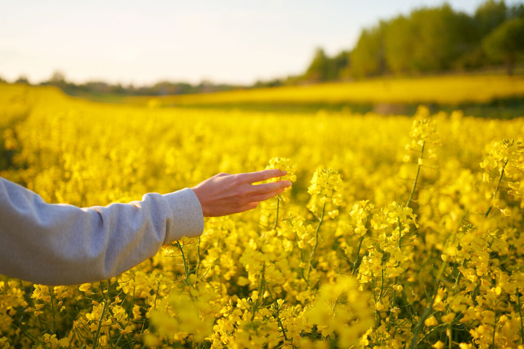 Hello Canola